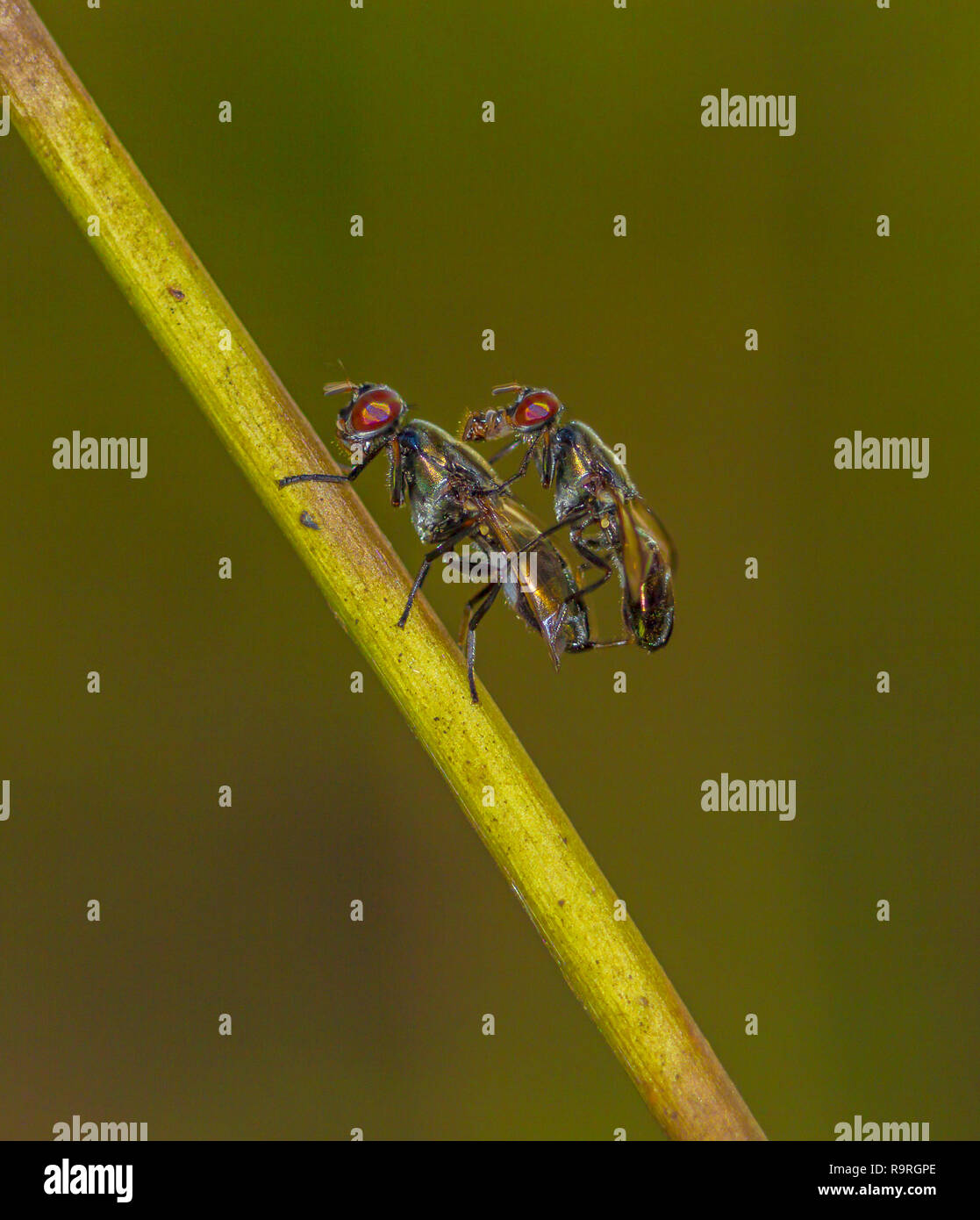 Mating tilt fly hi-res stock photography and images - Alamy