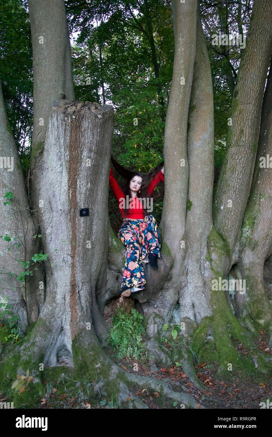 A fashionable young lady posing between the trunks of ancient beech ...