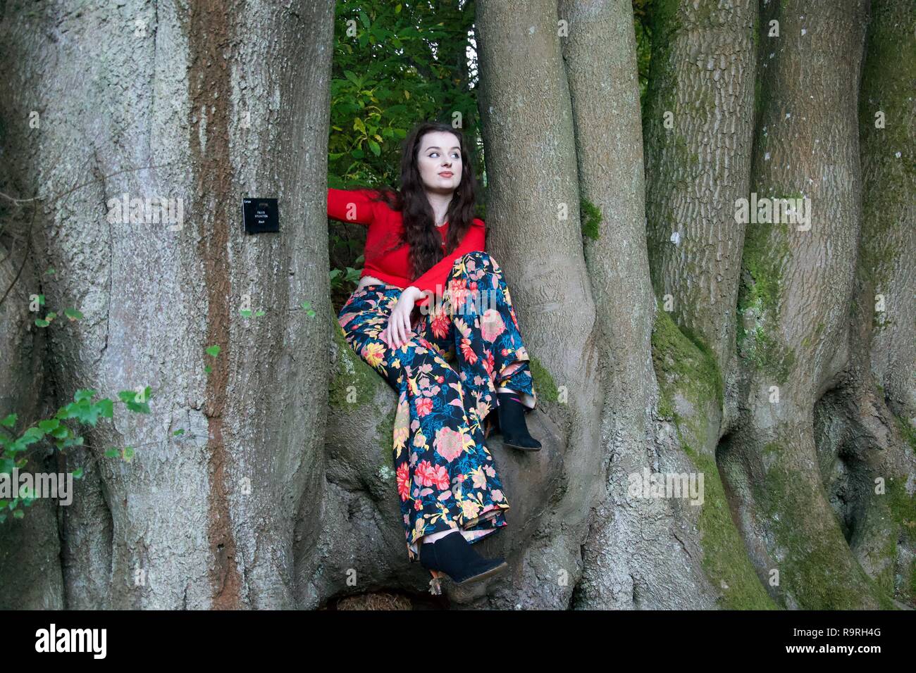 A fashionably dressed young lady sits in between the trunks of beech ...
