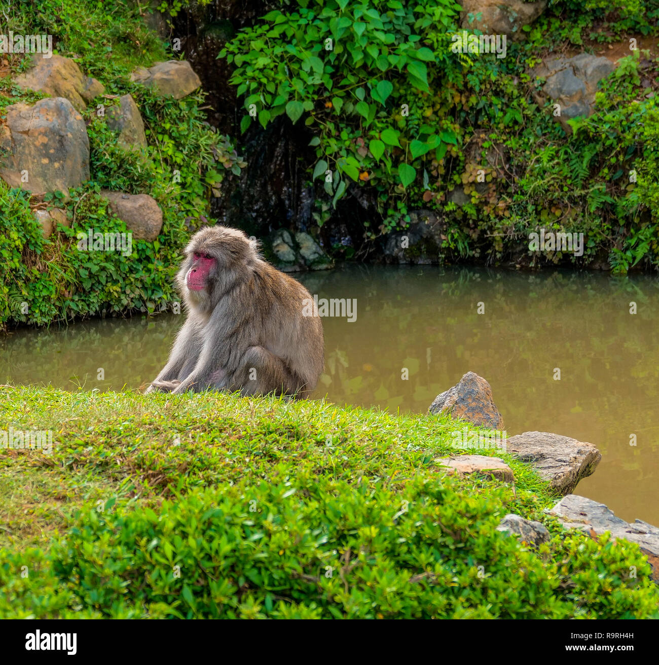 Japanese monkey hi-res stock photography and images - Alamy
