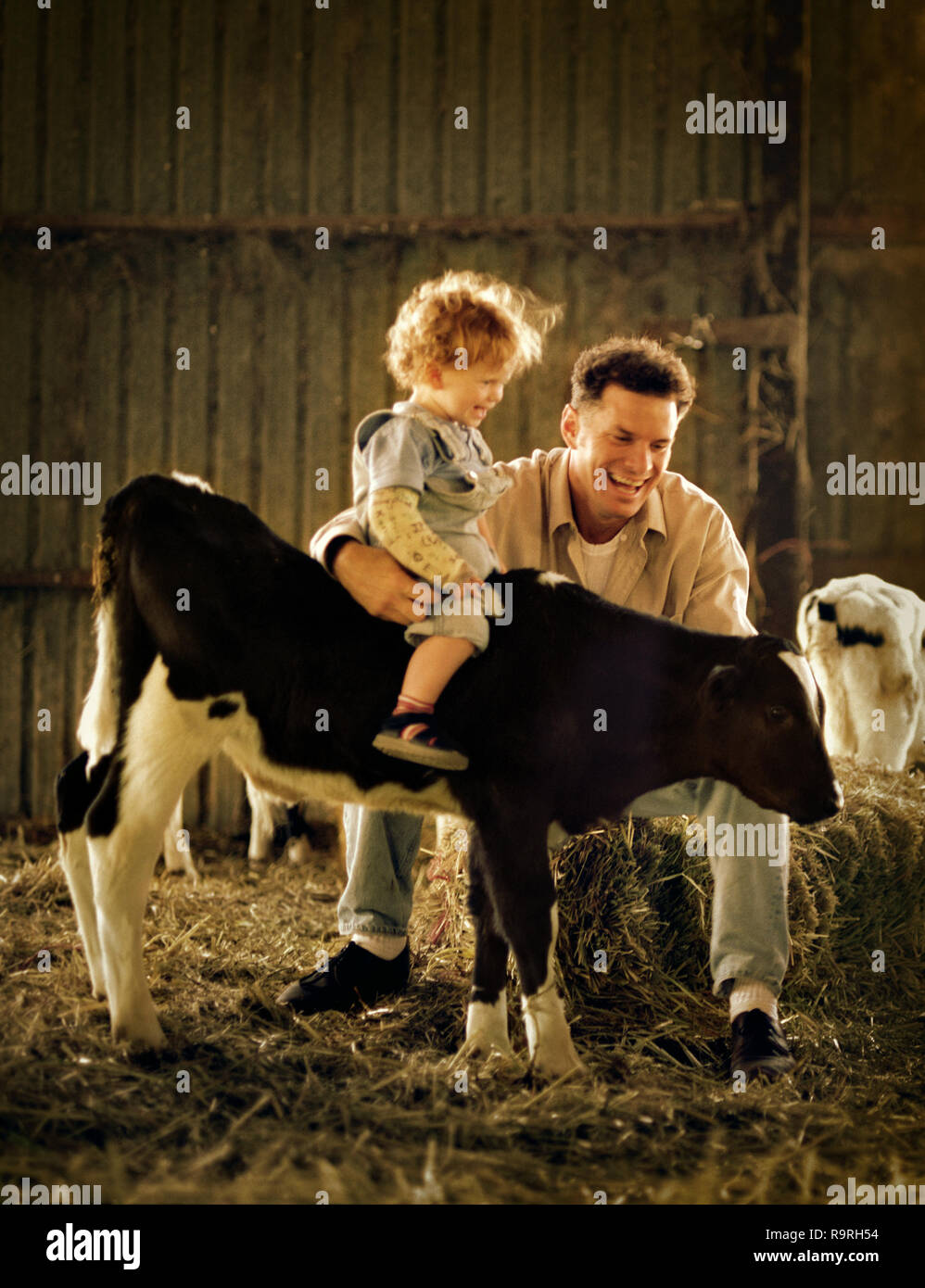 A child sits upon a calf while her father watches on Stock Photo - Alamy