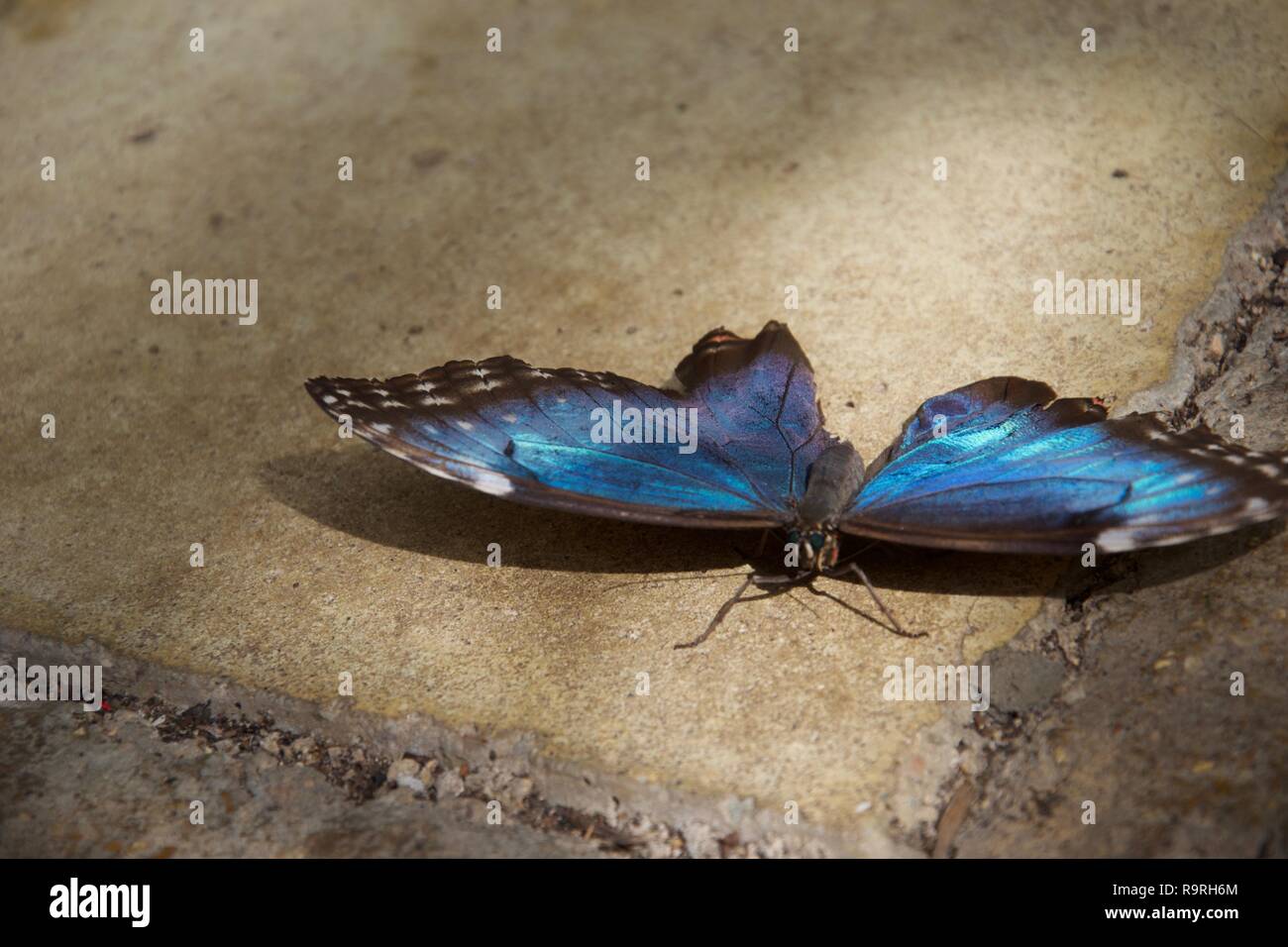 Butterfly legs close up hi-res stock photography and images - Alamy
