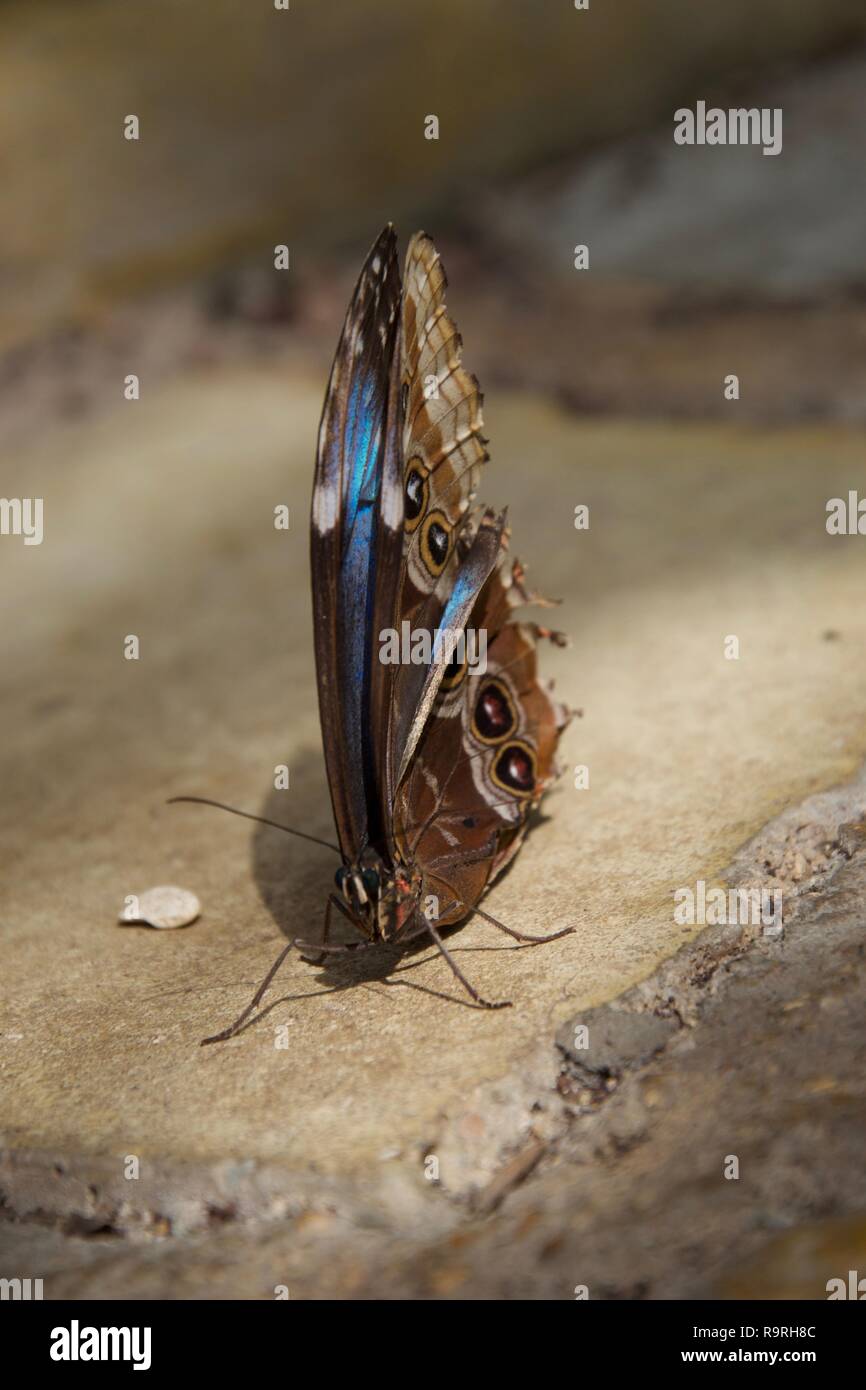 Flutter Wings High Resolution Stock Photography and Images - Alamy