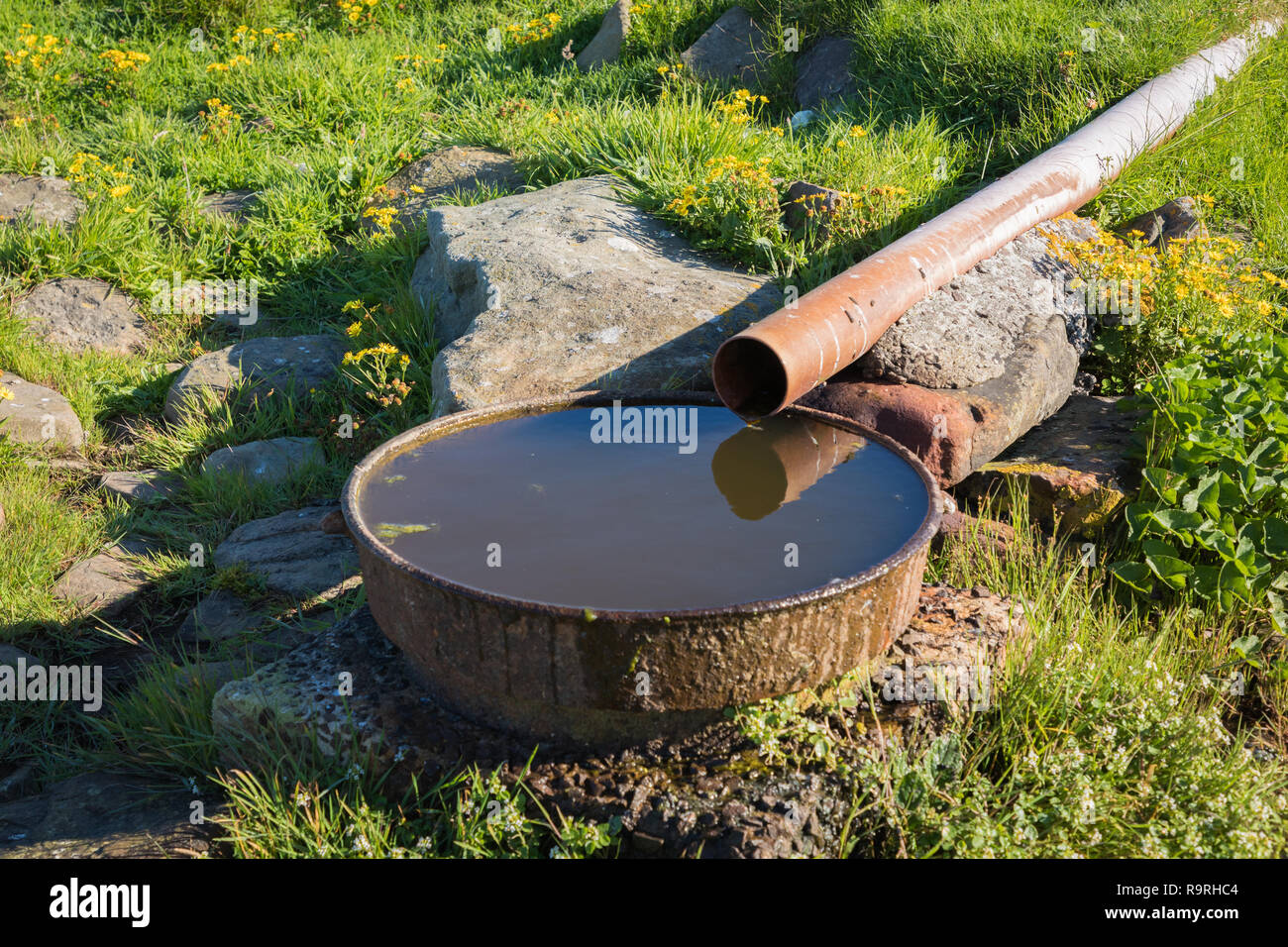 Cattle drinking place in hi-res stock photography and images - Alamy