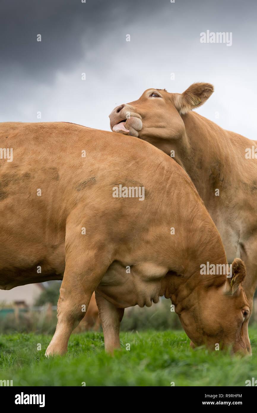 One cow licking another as part of mutual grooming in the herd ...
