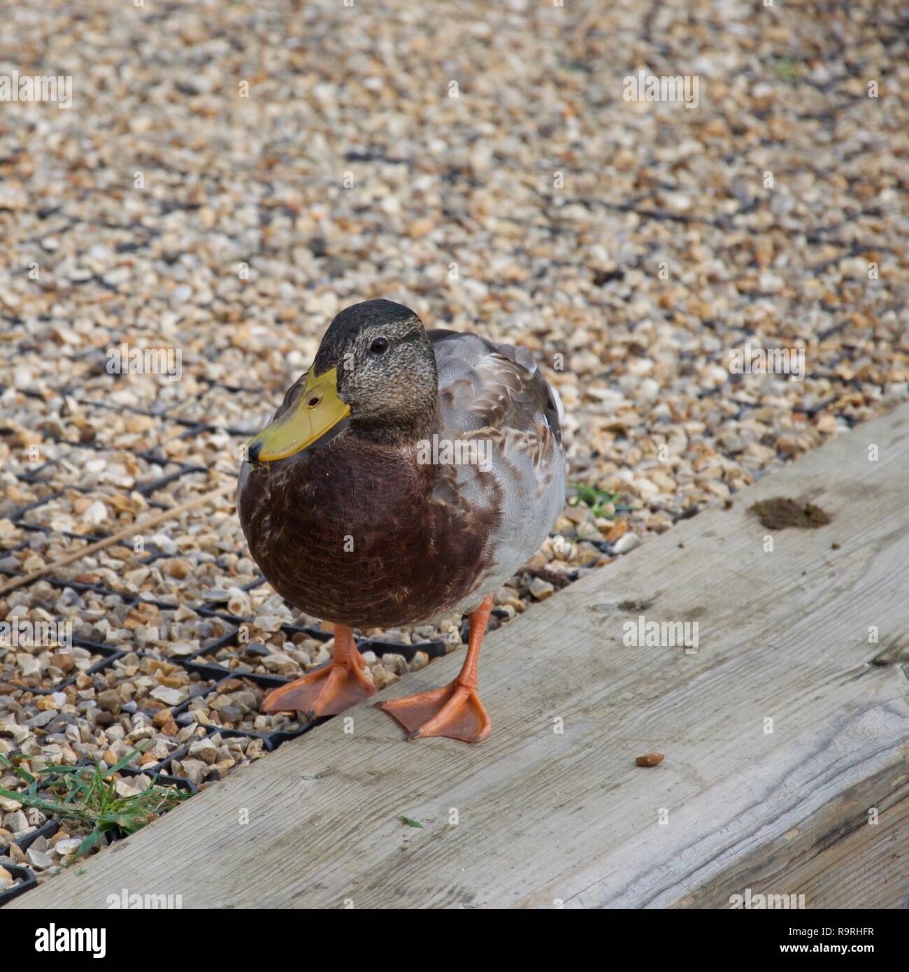 A round male mallard stands on the edge of teh shore Stock Photo - Alamy