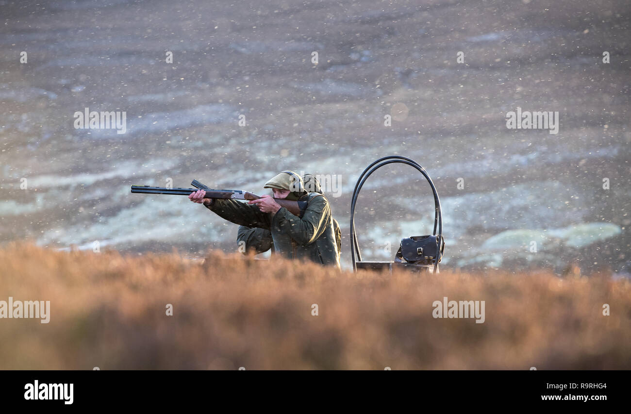 Shooting Red Grouse on an Estate in North Yorkshire, late in the season ...
