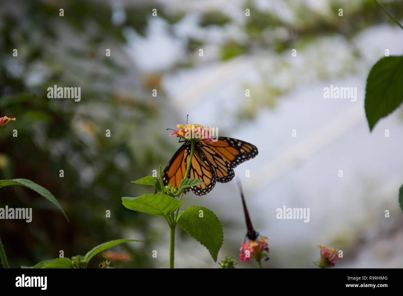 Yellow butterly hi-res stock photography and images - Alamy