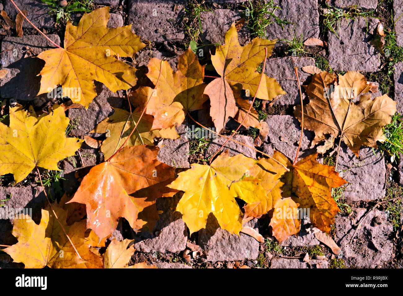 Autumn leaves on the floor Stock Photo - Alamy