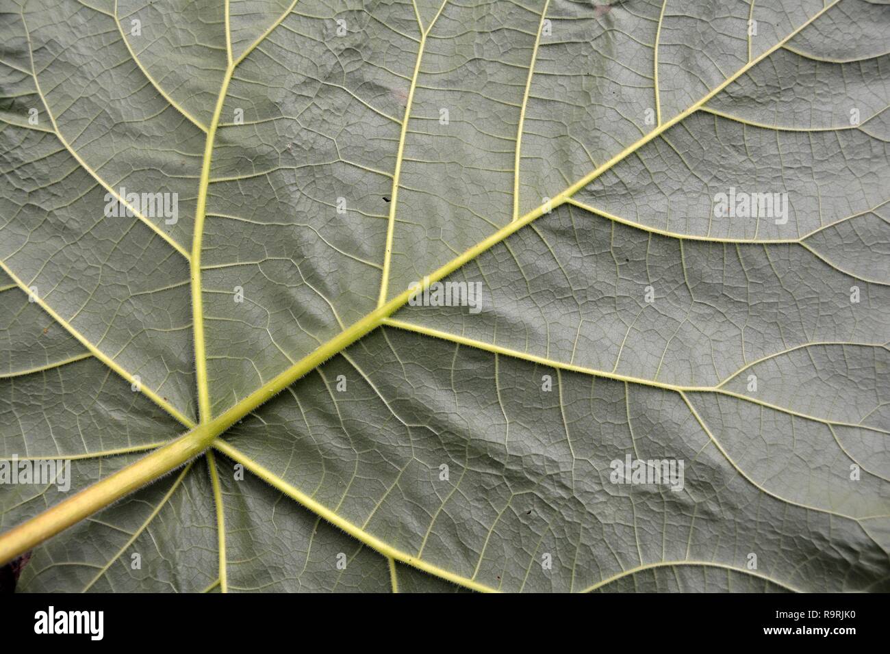 Sheet structures hi-res stock photography and images - Alamy