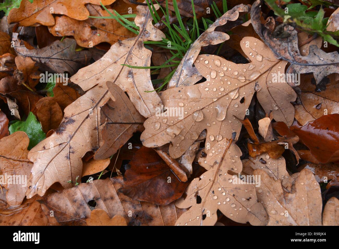 Humidity dropped down hi-res stock photography and images - Alamy