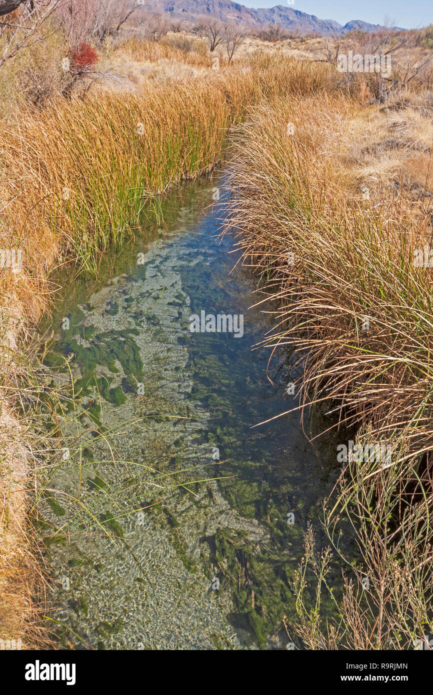 Spring Fed Stream running through the Desert in the Ash Meadows ...