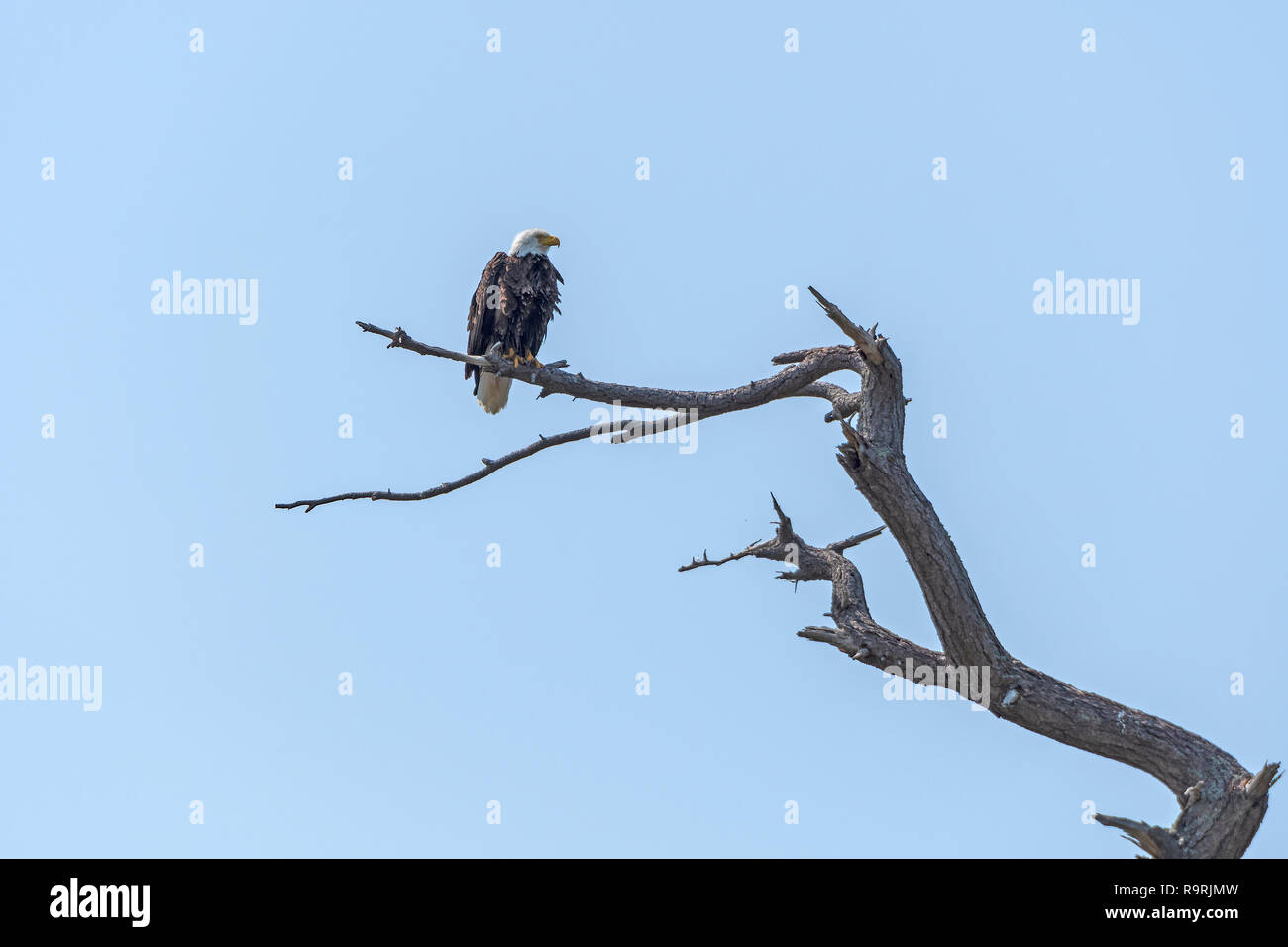 Bald Eagle in an old Dead Tree on the coast of the Olympic Peninsula at ...