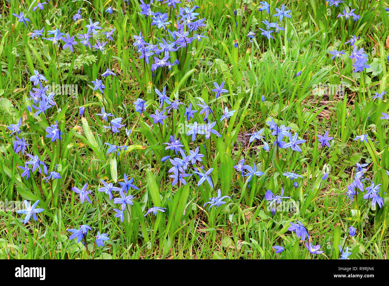 Flower meadow in a park in spring Stock Photo - Alamy