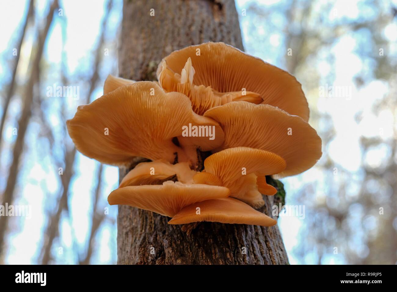 Underside oyster mushroom hi-res stock photography and images - Alamy