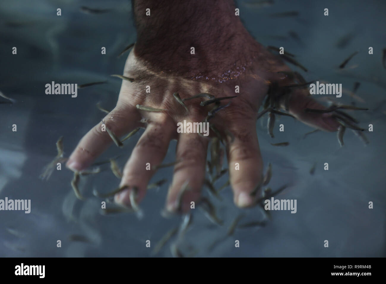 Gaza. 26th Dec, 2018. Garra Rufa fish, also known as Doctor fish ...