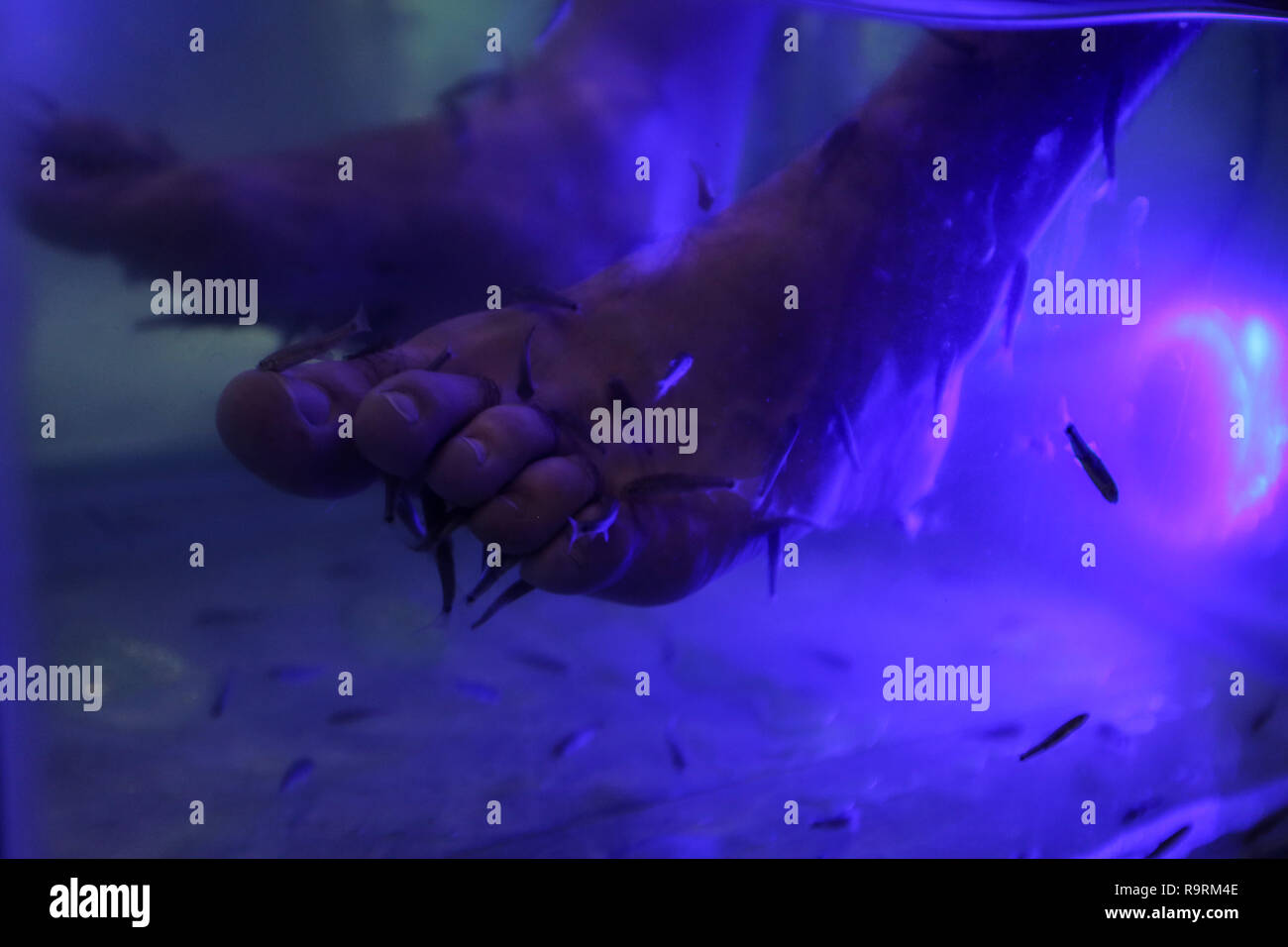 Gaza. 26th Dec, 2018. Garra Rufa fish, also known as Doctor fish ...