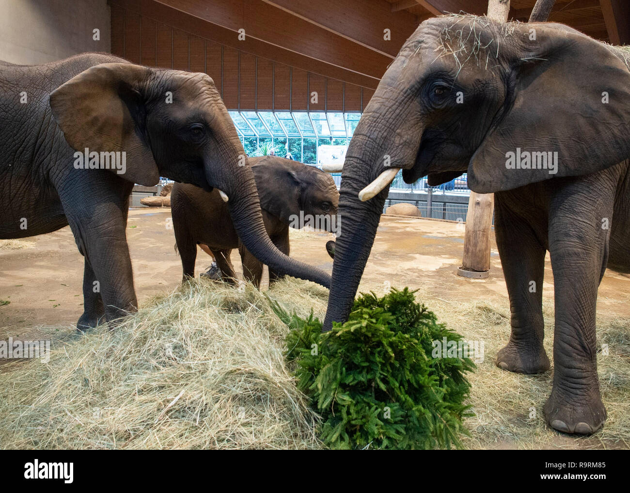 Tuffi the elephant hi-res stock photography and images - Alamy