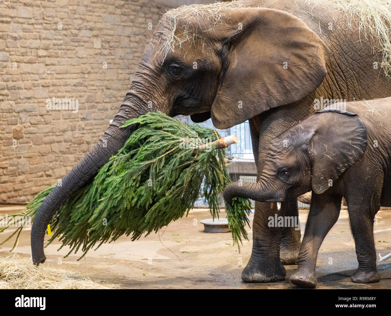 Tuffi the elephant hi-res stock photography and images - Alamy