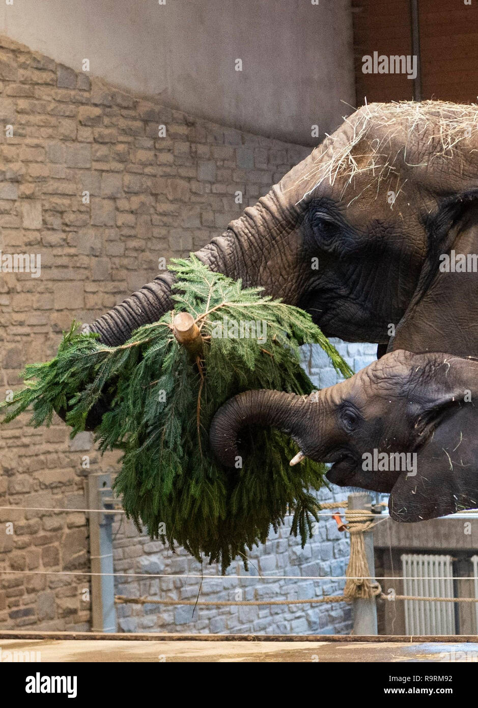 Tuffi the elephant hi-res stock photography and images - Alamy