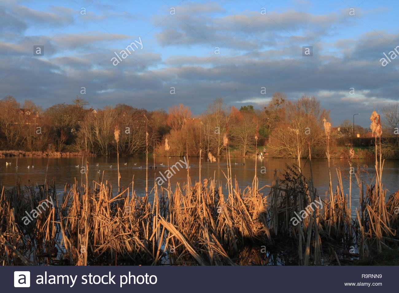 Backwell Stock Photos & Backwell Stock Images - Alamy