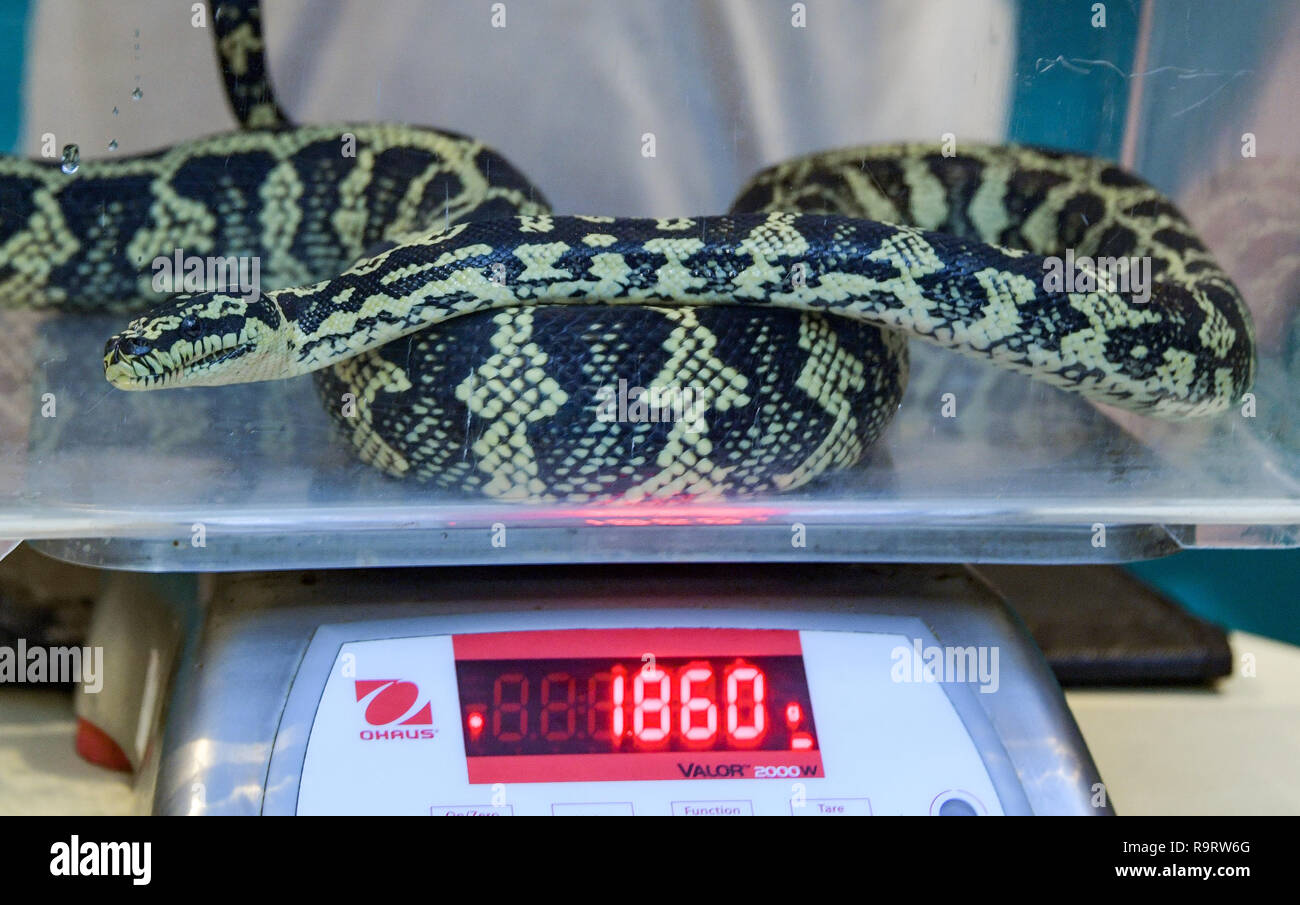 Jungle carpet snake hi-res stock photography and images - Alamy