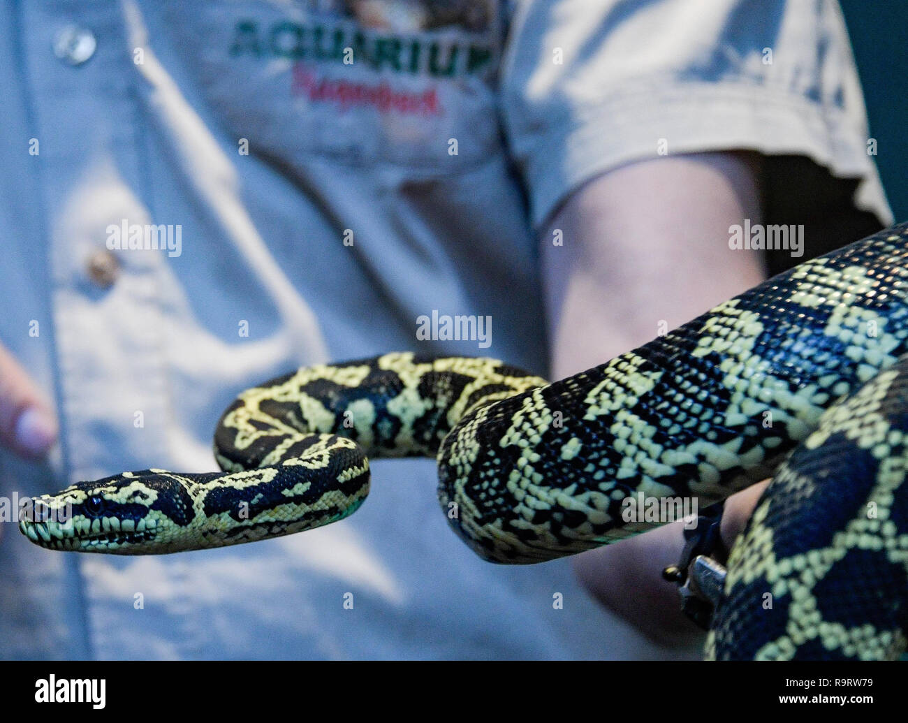 Hamburg, Germany. 28th Dec, 2018. A jungle carpet python (Morelia ...