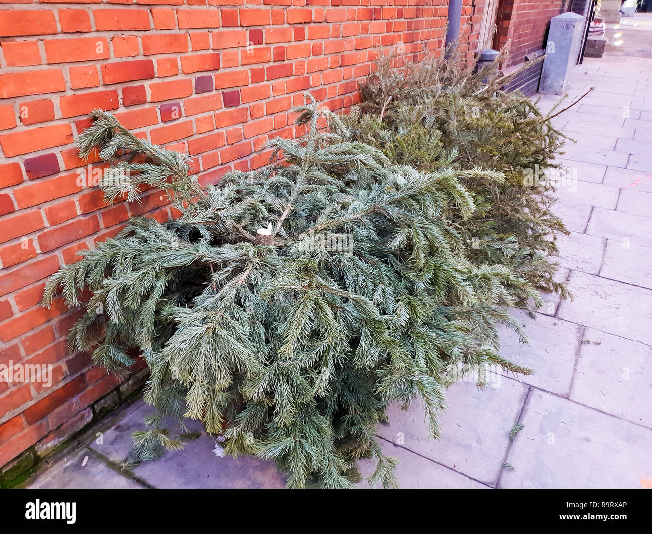 Christmas trees dumped on pavement hi-res stock photography and images ...