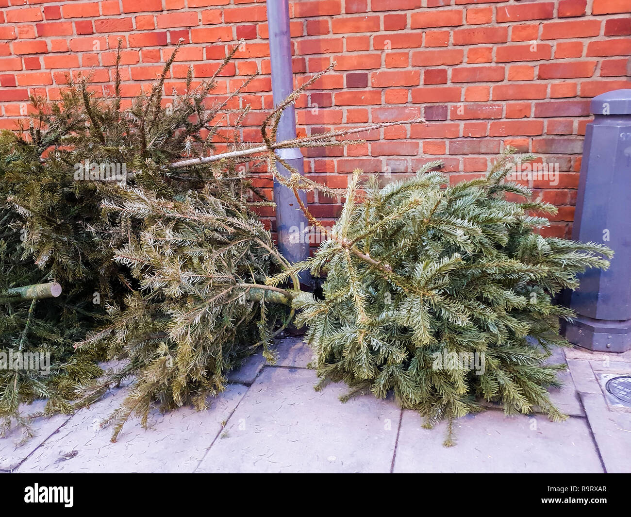 Christmas trees dumped on pavement hi-res stock photography and images ...
