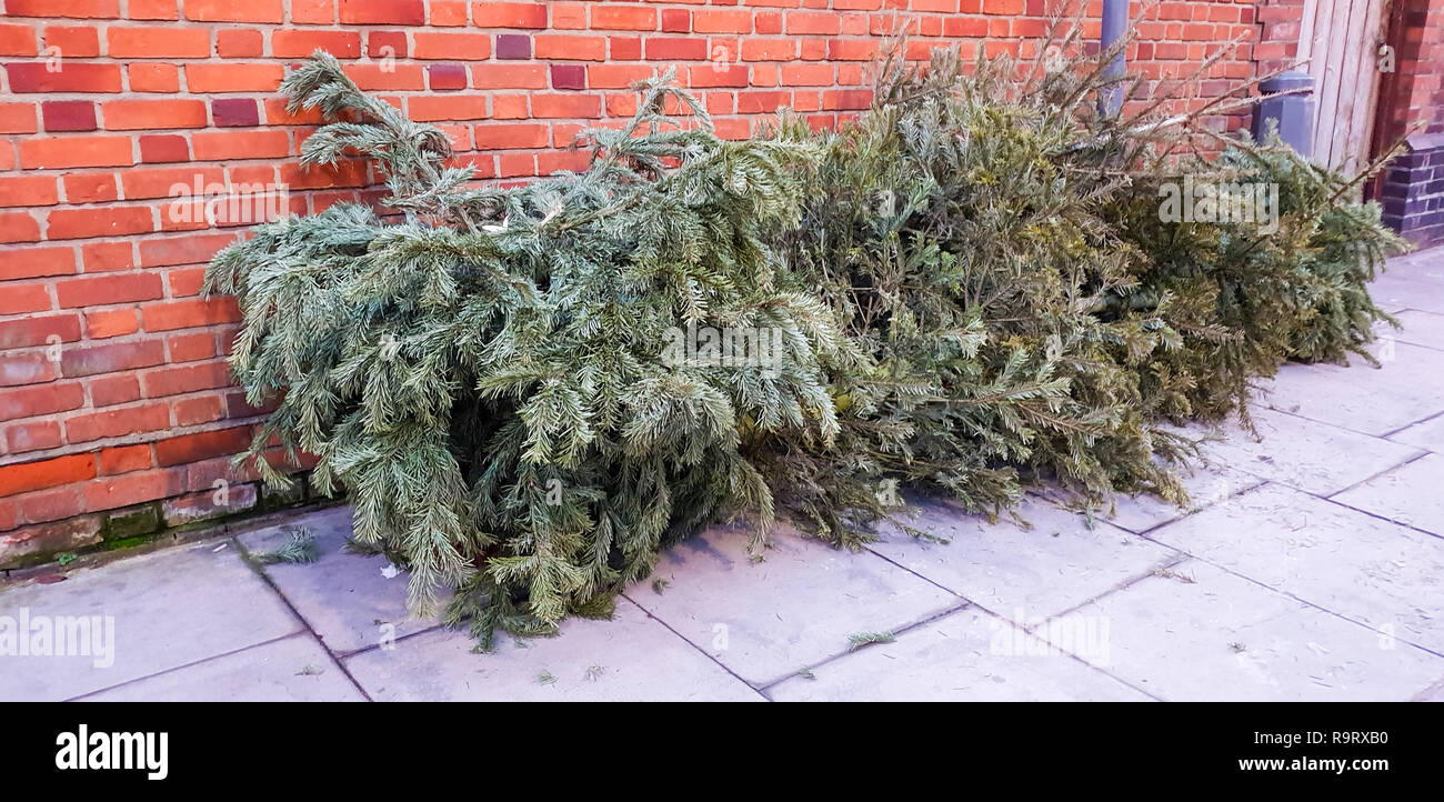 Christmas trees dumped on pavement hi-res stock photography and images ...