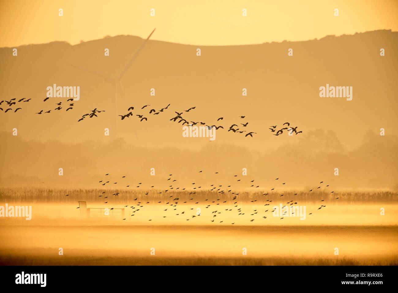 Flying flock of birds hi-res stock photography and images - Alamy