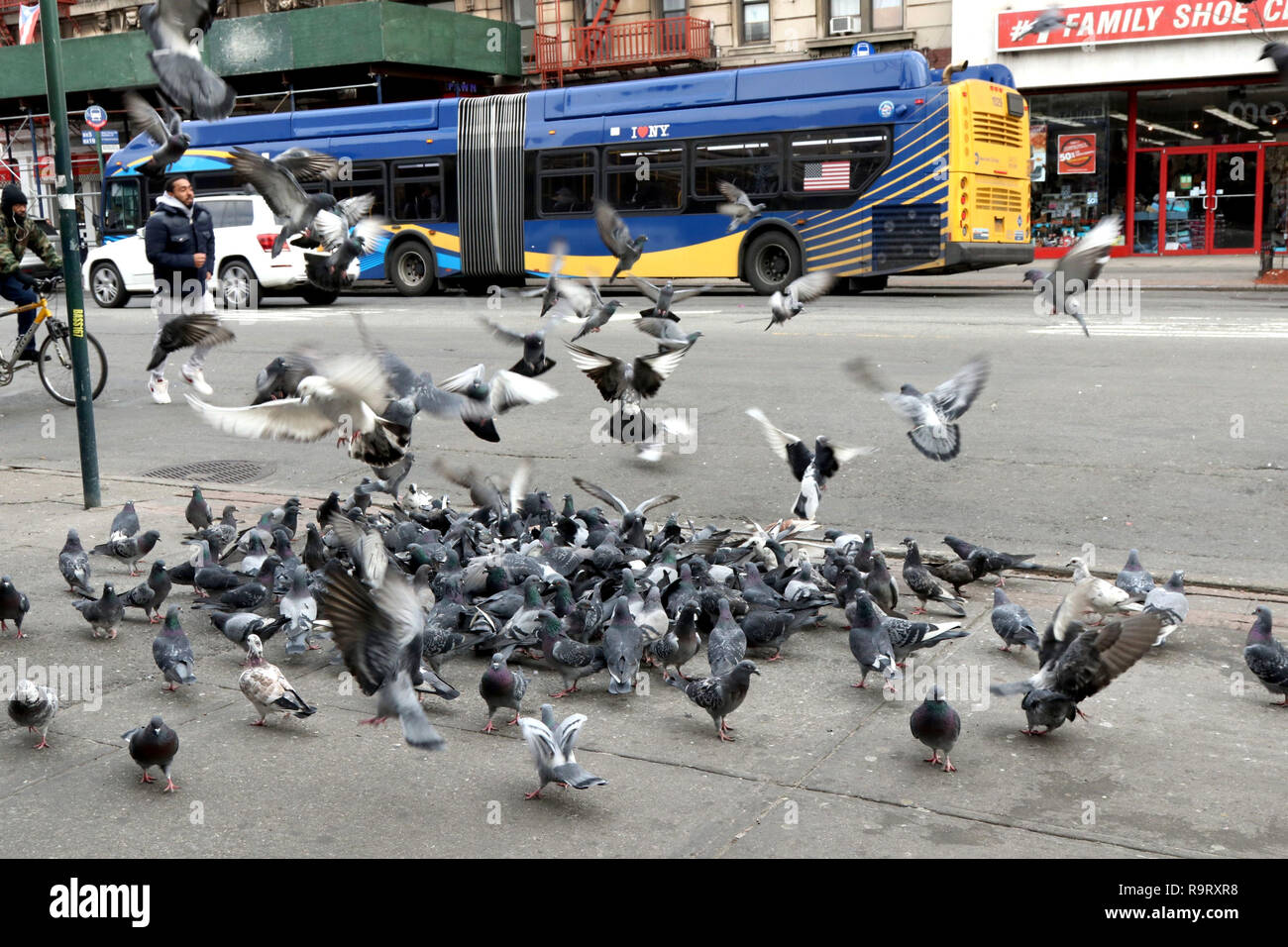 New York City, New York, USA. 11th Dec, 2018. Feeding pigeons invades ...