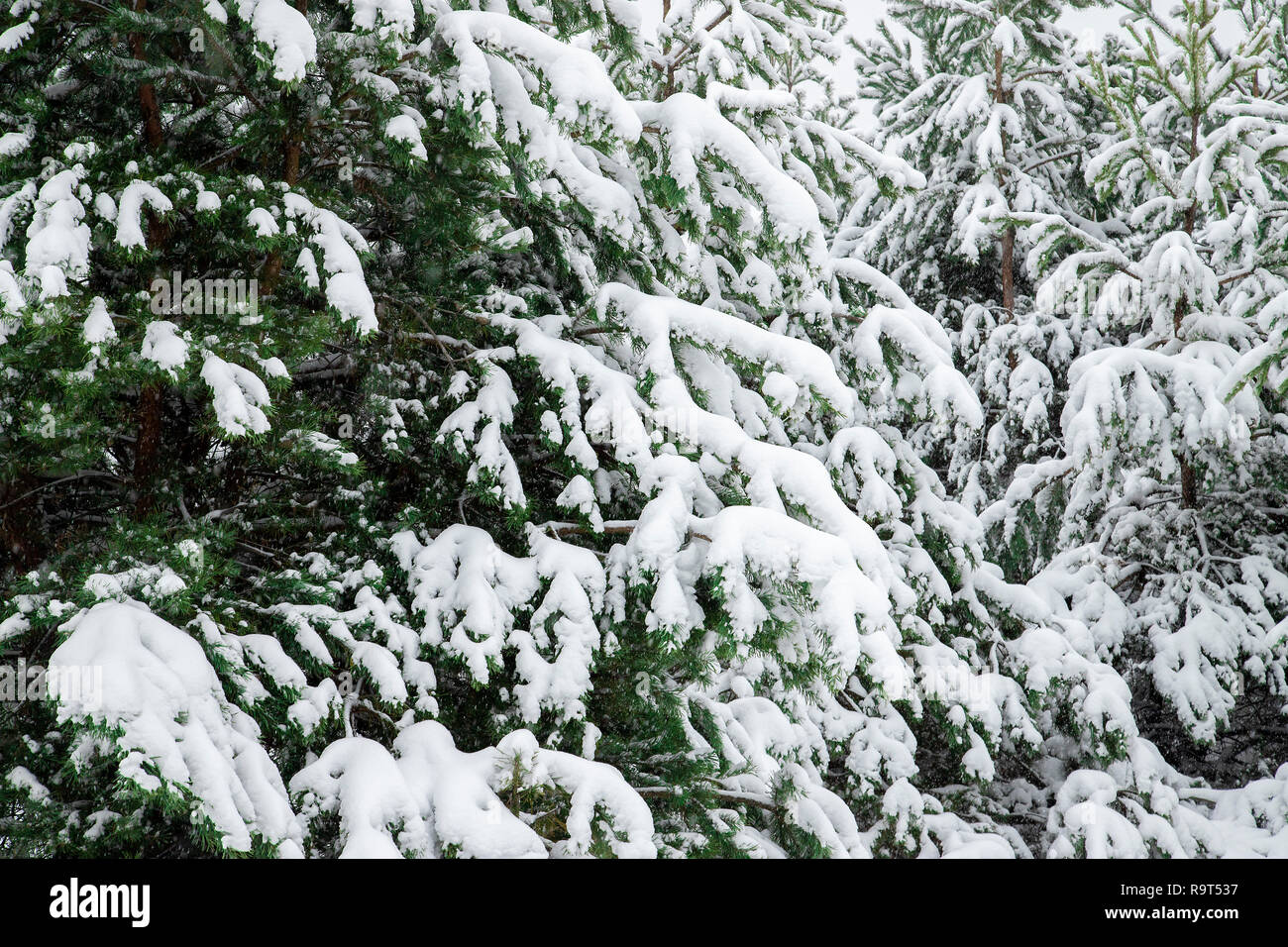 Snow covered cedar tree hi-res stock photography and images - Alamy
