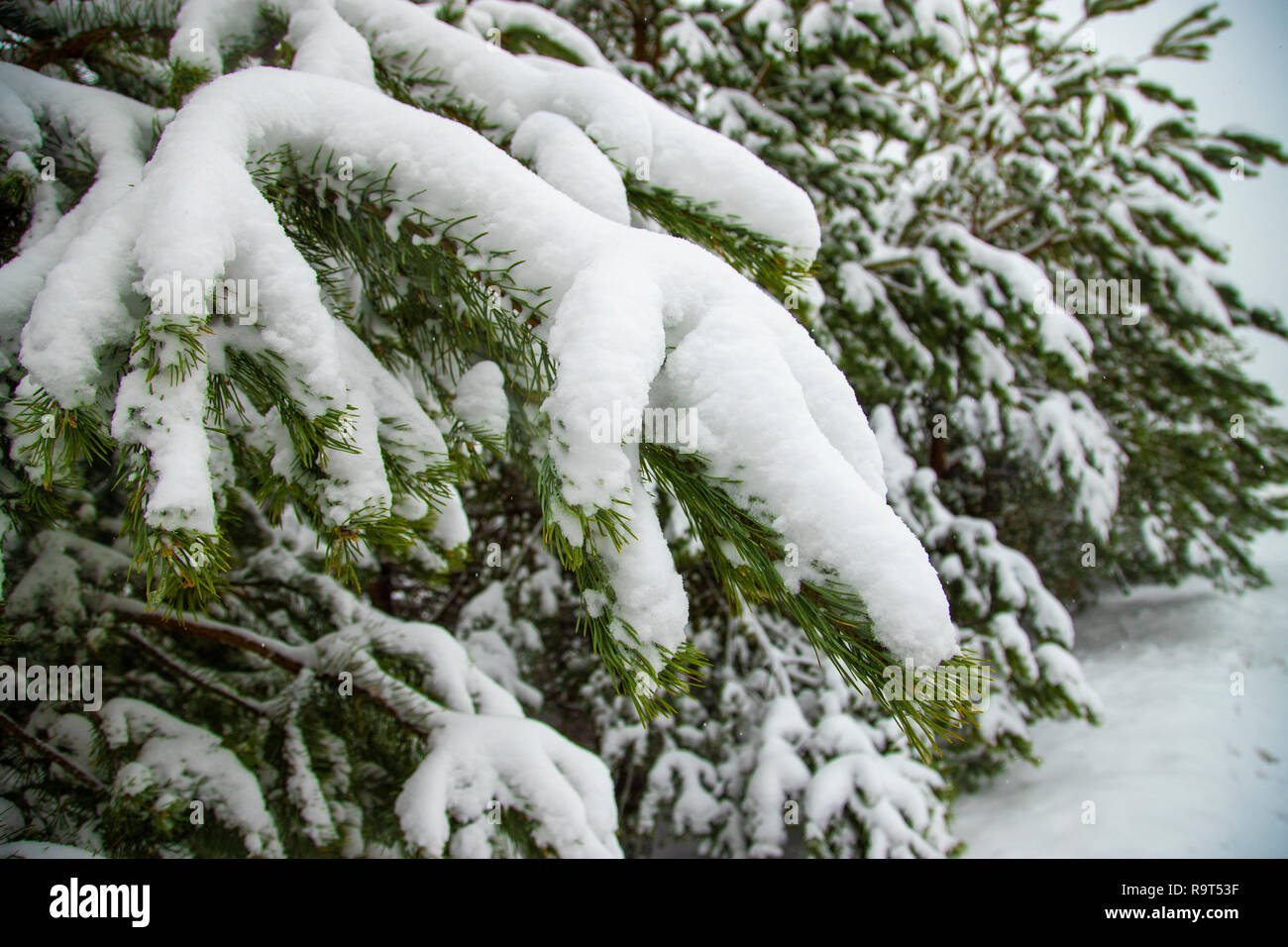Snow covered cedar tree hi-res stock photography and images - Alamy