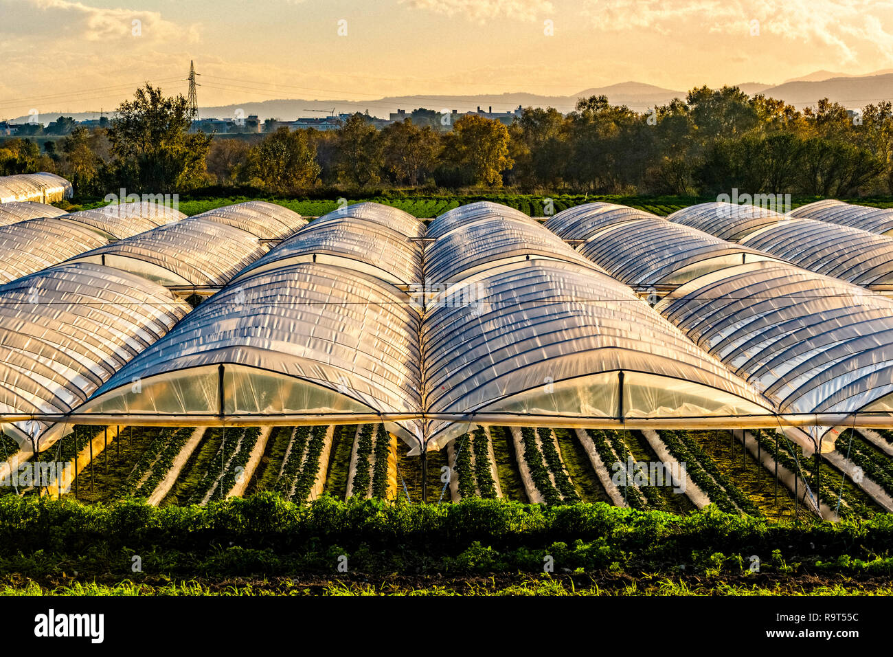 Grown in greenhouses hi-res stock photography and images - Alamy