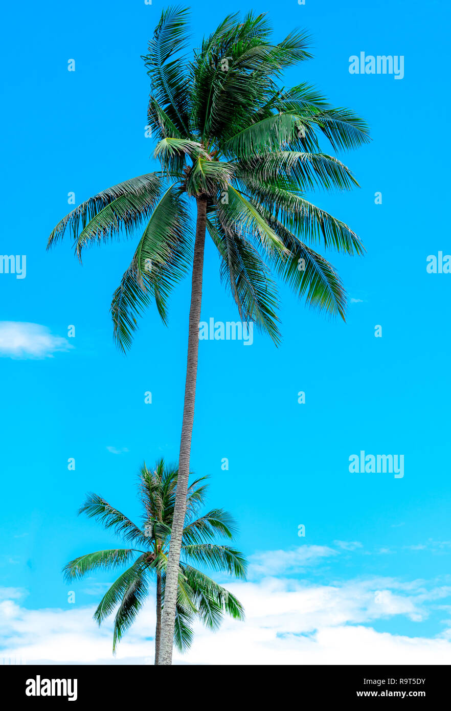 Coconut tree on sunny blue sky and white clouds. Summer and paradise ...