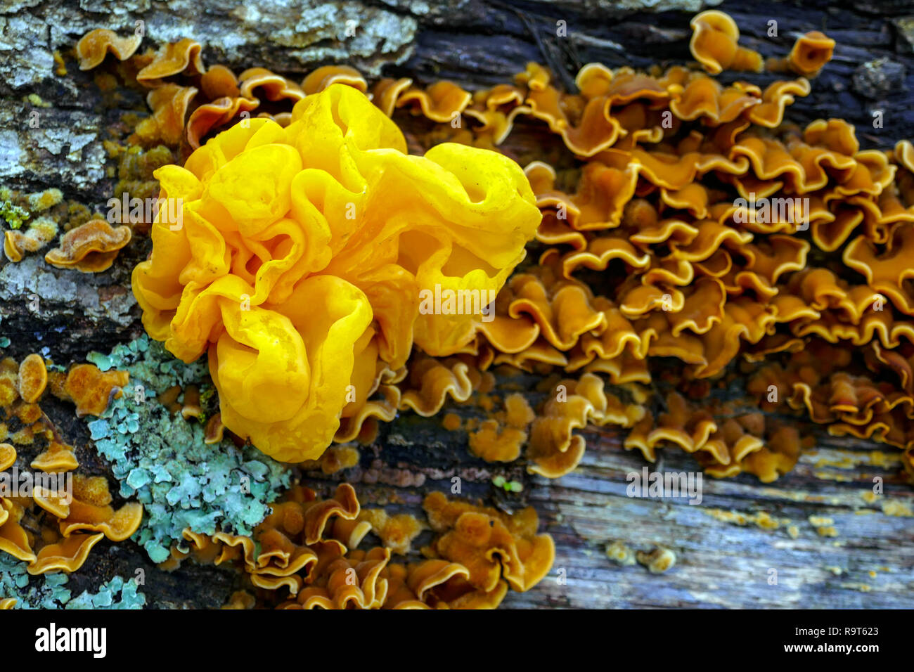 Yellow brain fungus, tremella mesenterica on dead tree trunk Stock ...