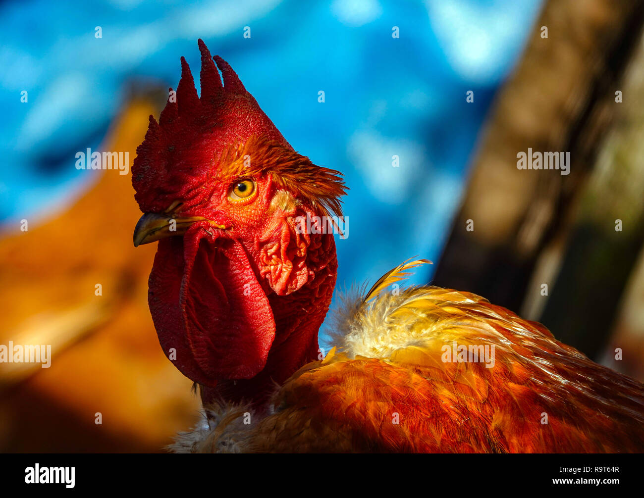 red cockerel with beady eye and missing feathers Stock Photo - Alamy