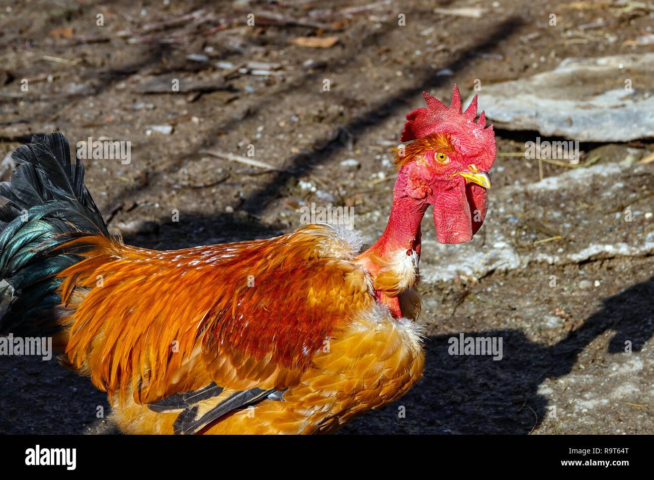 red cockerel with beady eye and missing feathers Stock Photo - Alamy