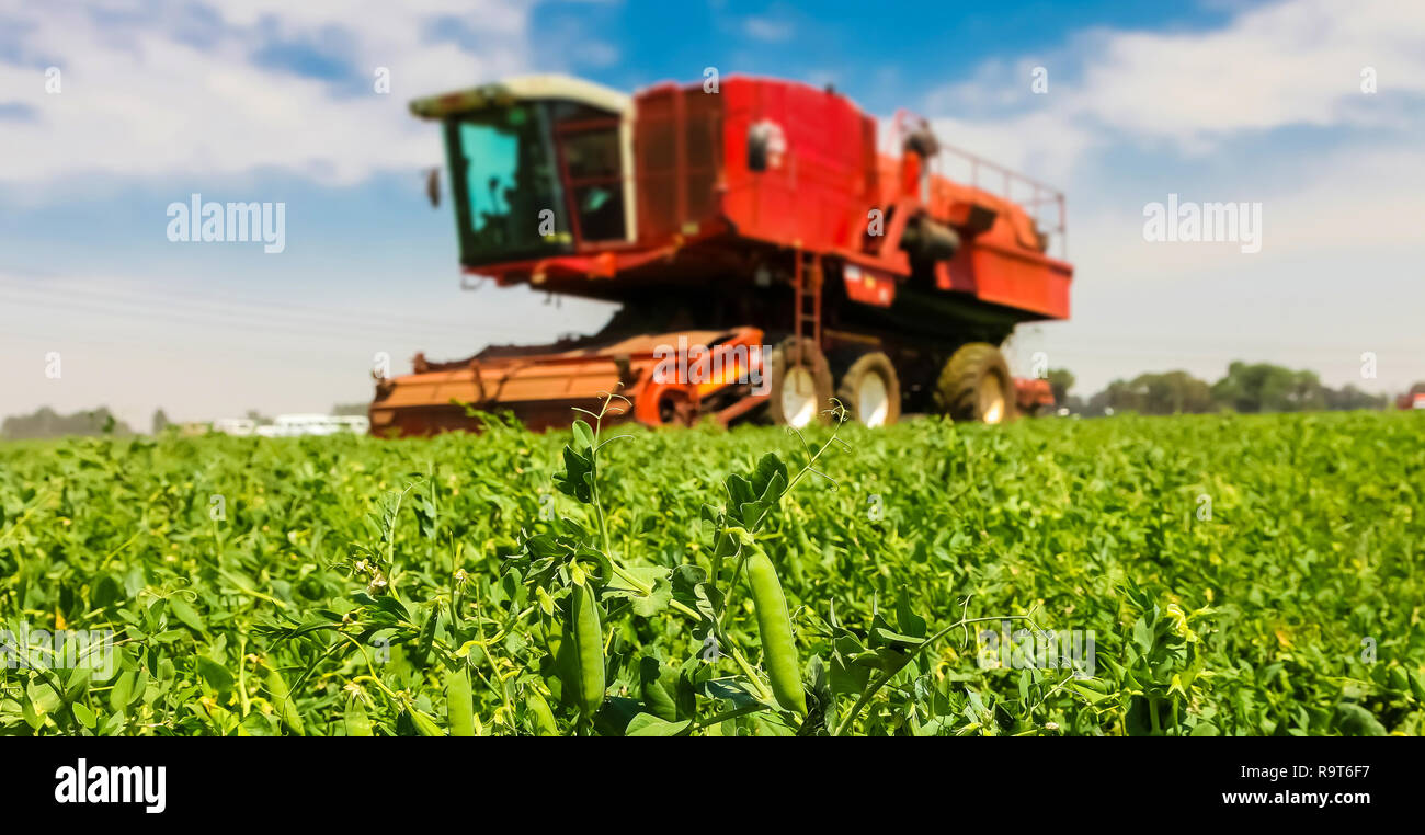 Commercial Pea Farming Close up of a pod of peas with a Red Combine ...