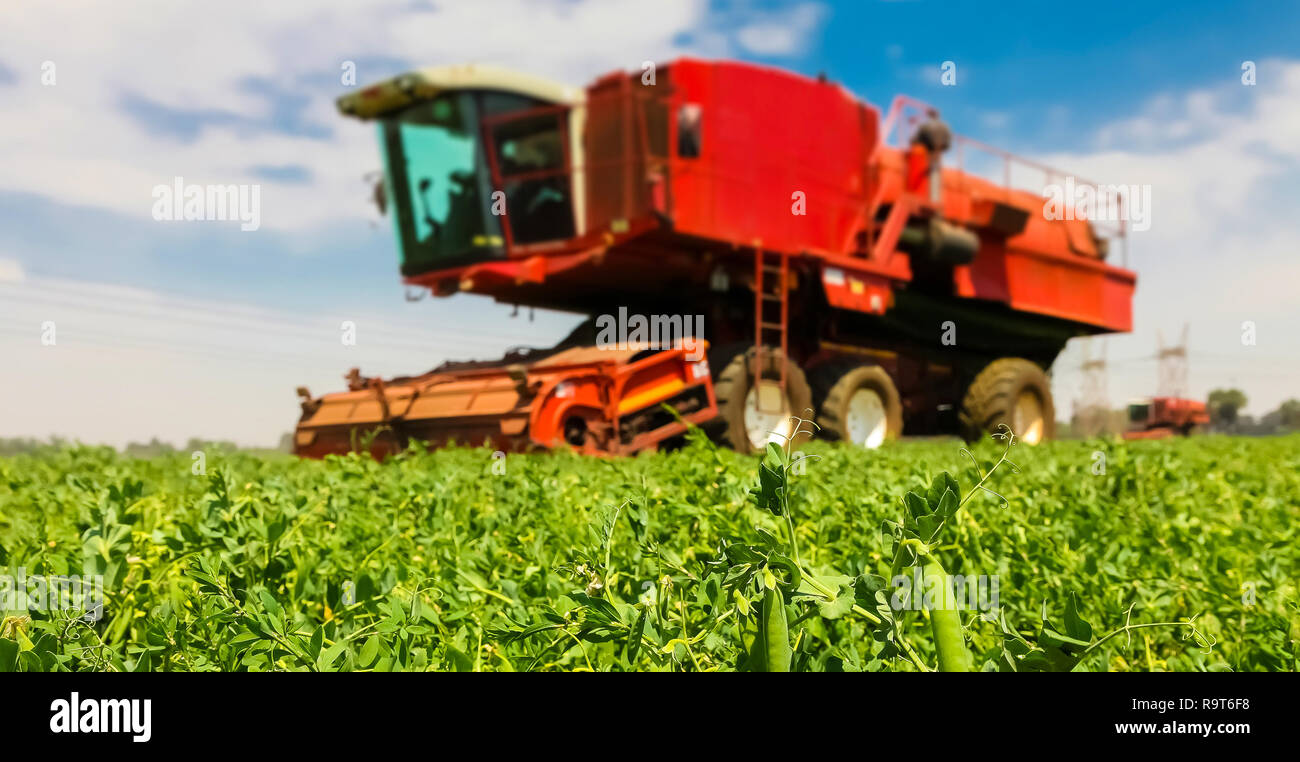 Commercial Pea Farming Close up of a pod of peas with a Red Combine ...