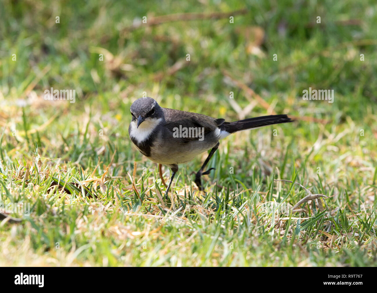 Cape wagtail in south africa hi-res stock photography and images - Alamy