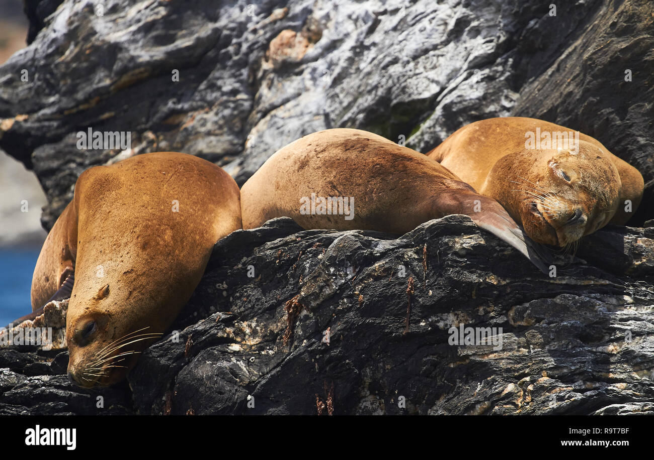 Sea Wolf in the islands sequence of photos Stock Photo - Alamy