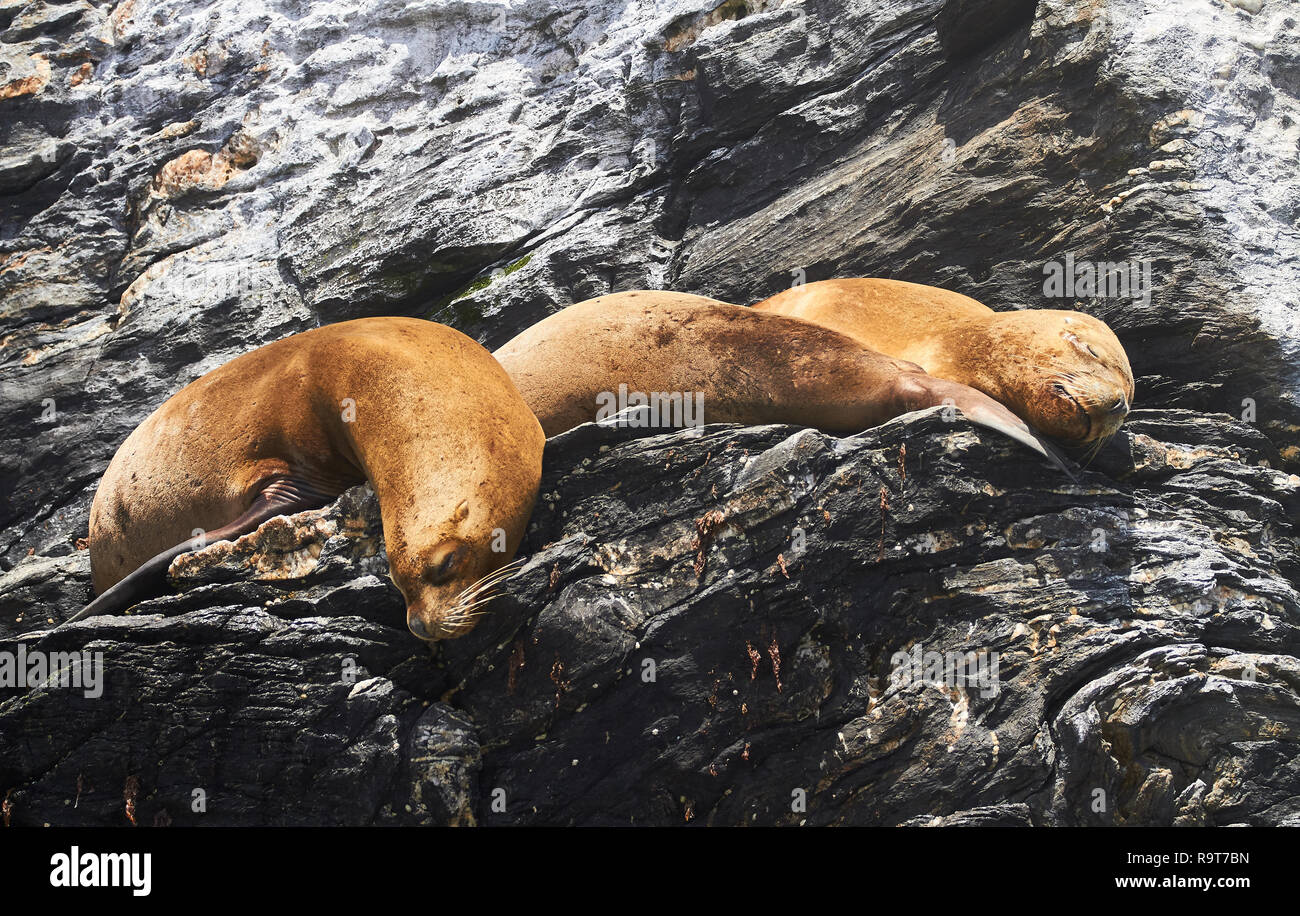 Sea Wolf in the islands sequence of photos Stock Photo - Alamy