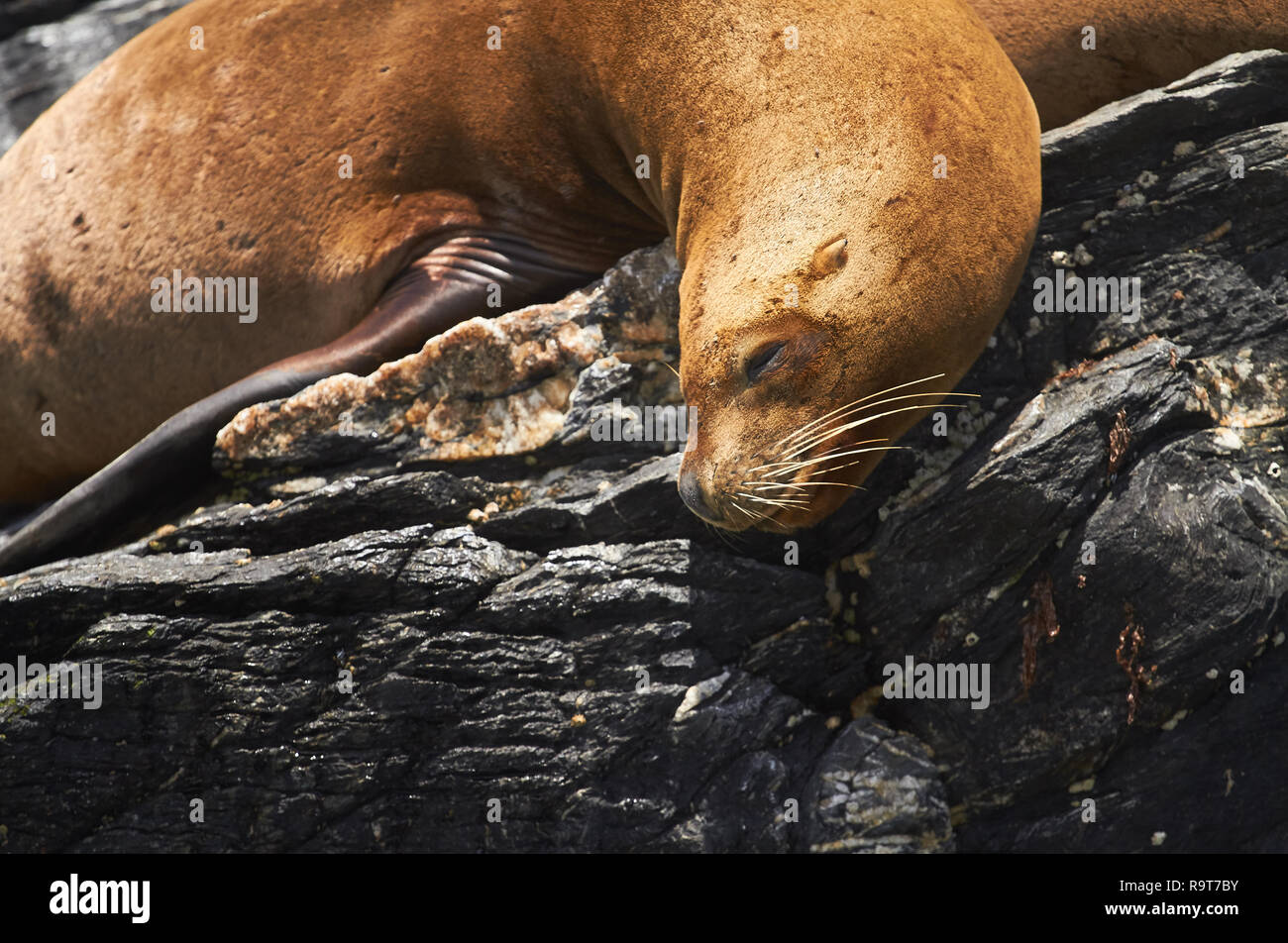 Sea Wolf in the islands sequence of photos Stock Photo - Alamy