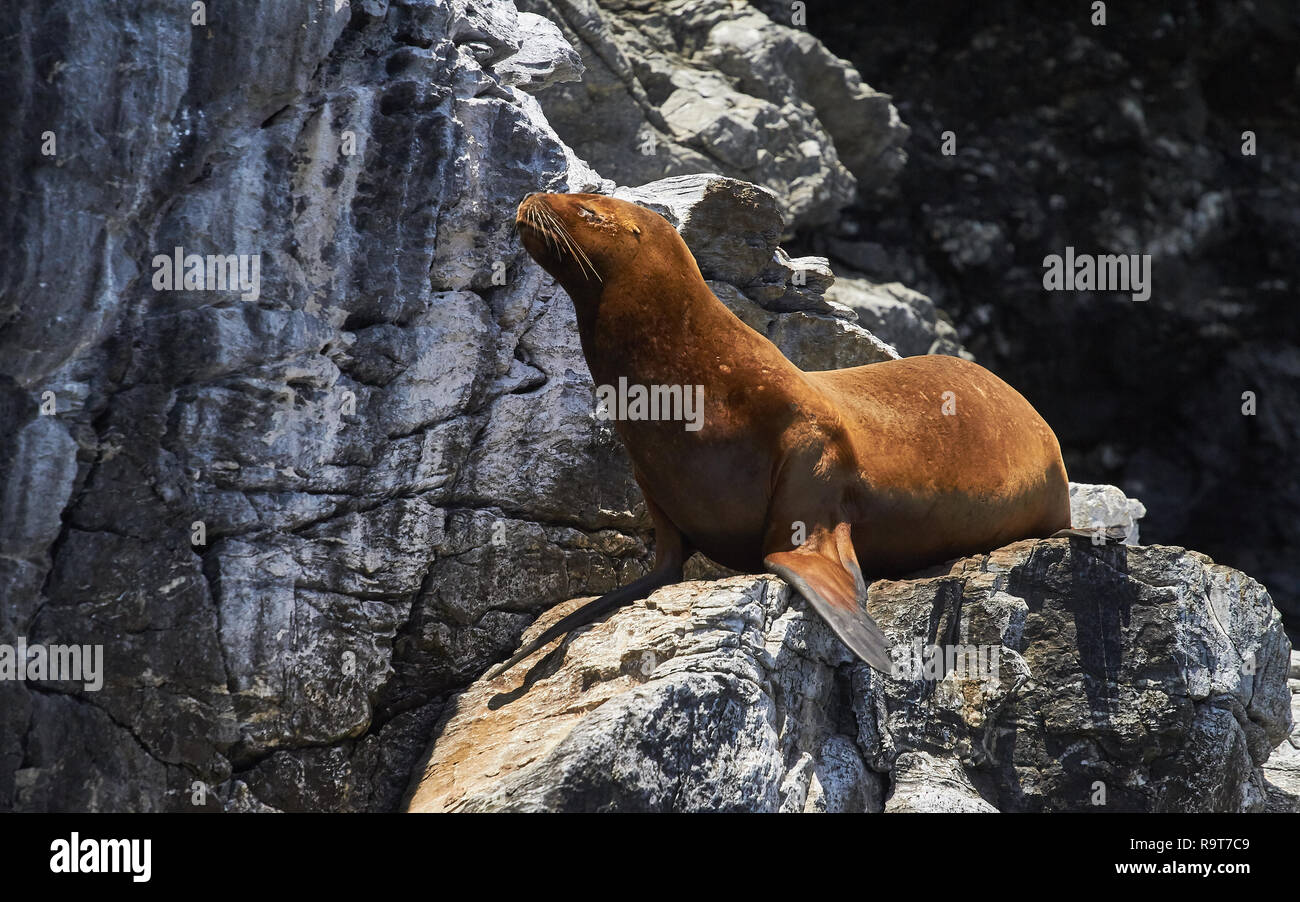 Sea Wolf in the islands sequence of photos Stock Photo - Alamy