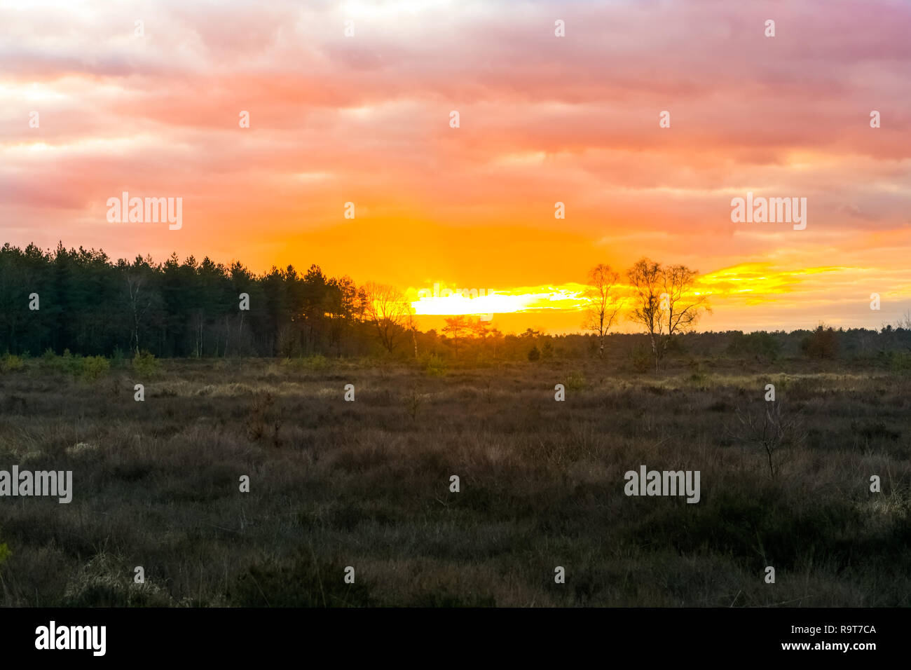 beautiful heather landscape at sunset, sundown giving an amazing ...