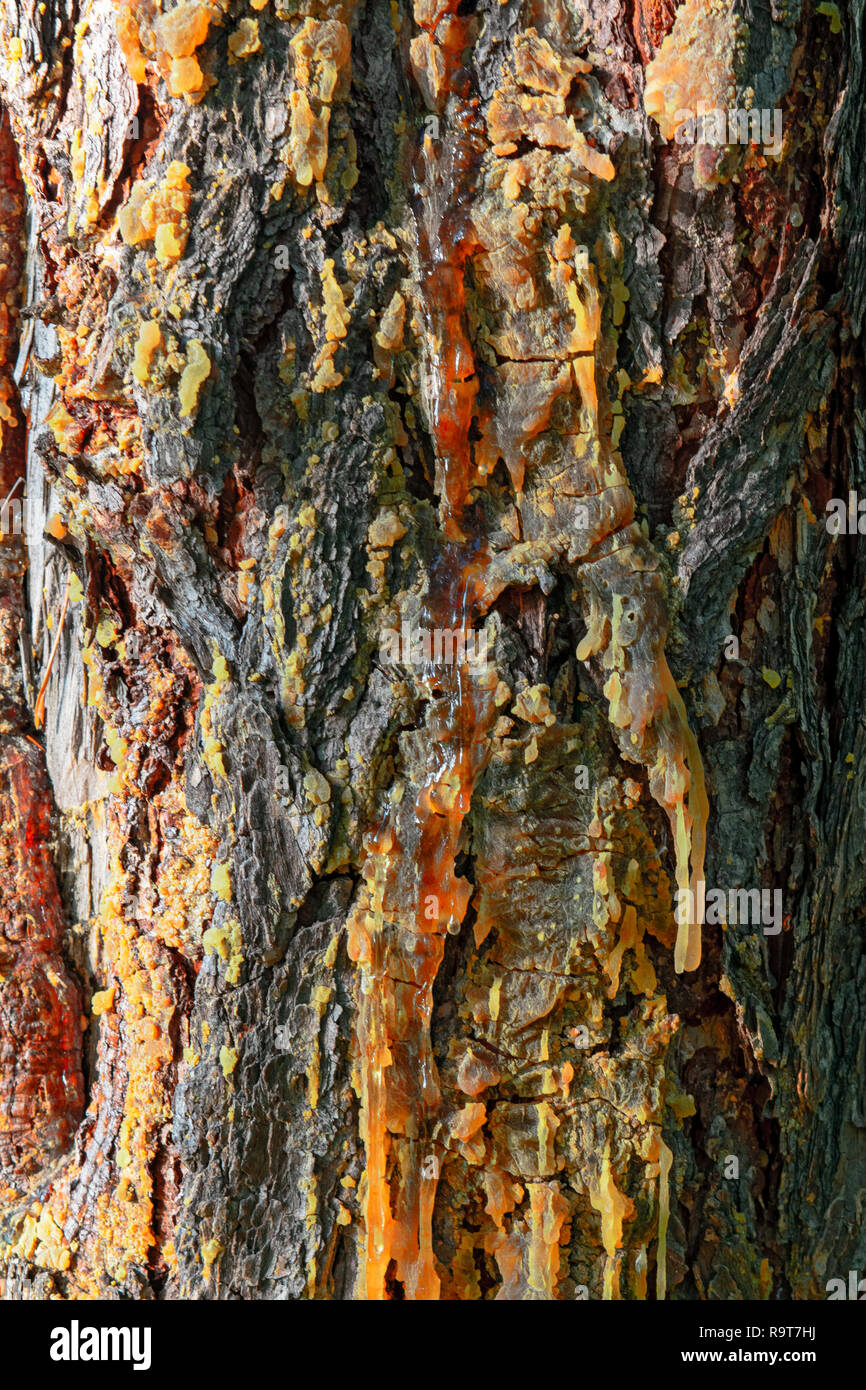 Background texture of tree bark. Skin the bark of a tree that traces ...