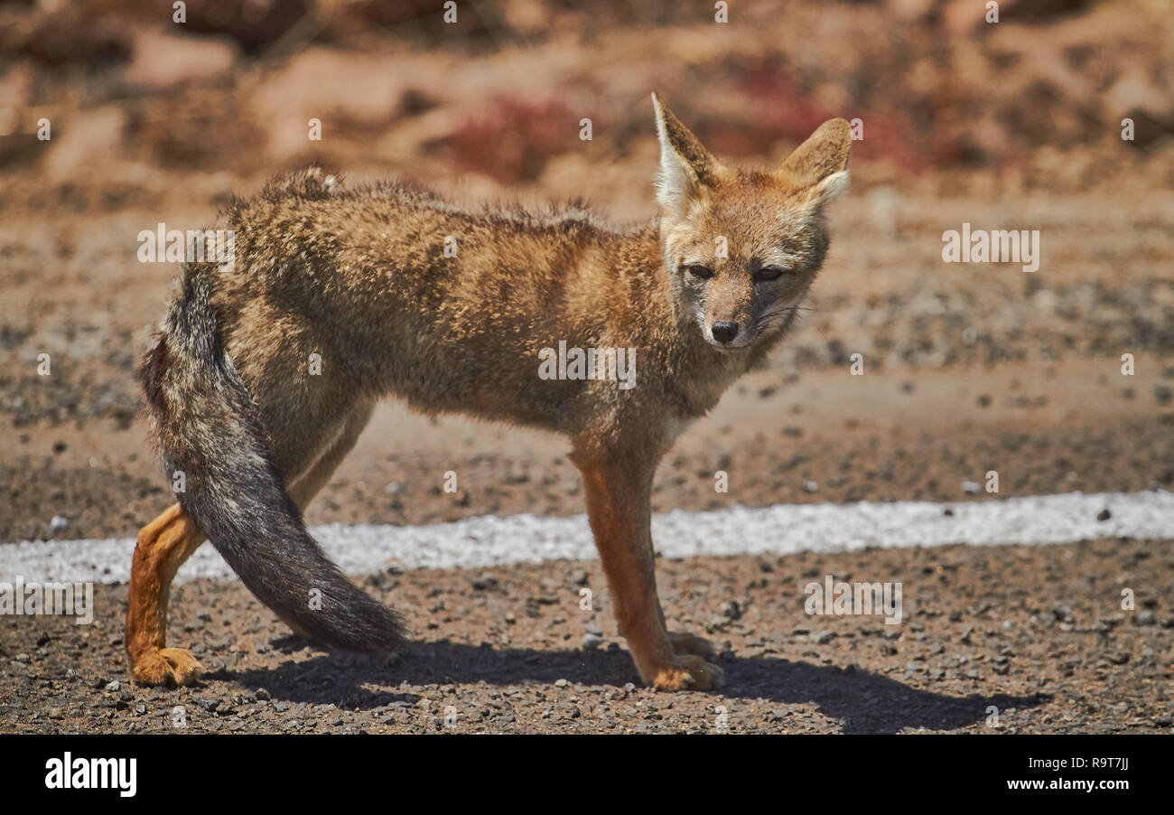 Culpeo Fox Species