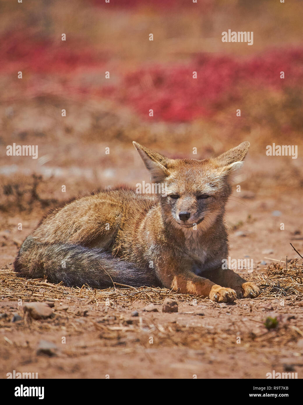 Desert fox chile hi-res stock photography and images - Alamy